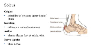 Posterior compartment of leg | PPTX