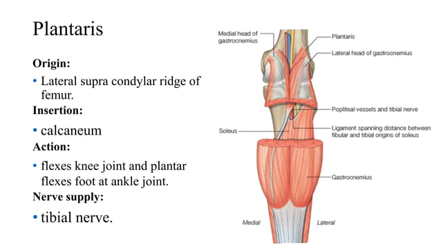 Posterior compartment of leg | PPTX