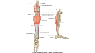 Posterior compartment of leg | PPTX