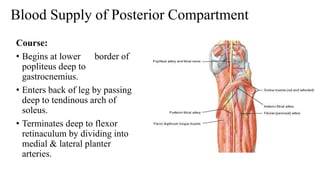 Posterior compartment of leg | PPTX