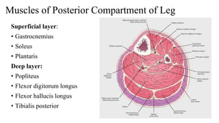 Posterior compartment of leg | PPTX