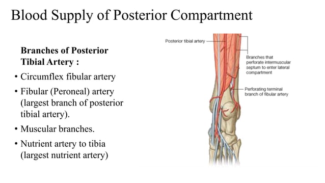 Posterior compartment of leg | PPTX