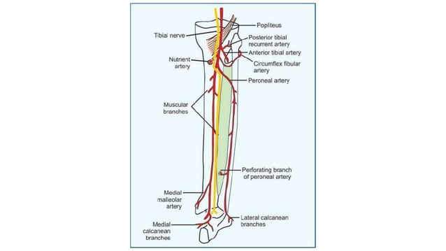 Posterior compartment of leg | PPTX