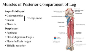 Posterior compartment of leg | PPTX