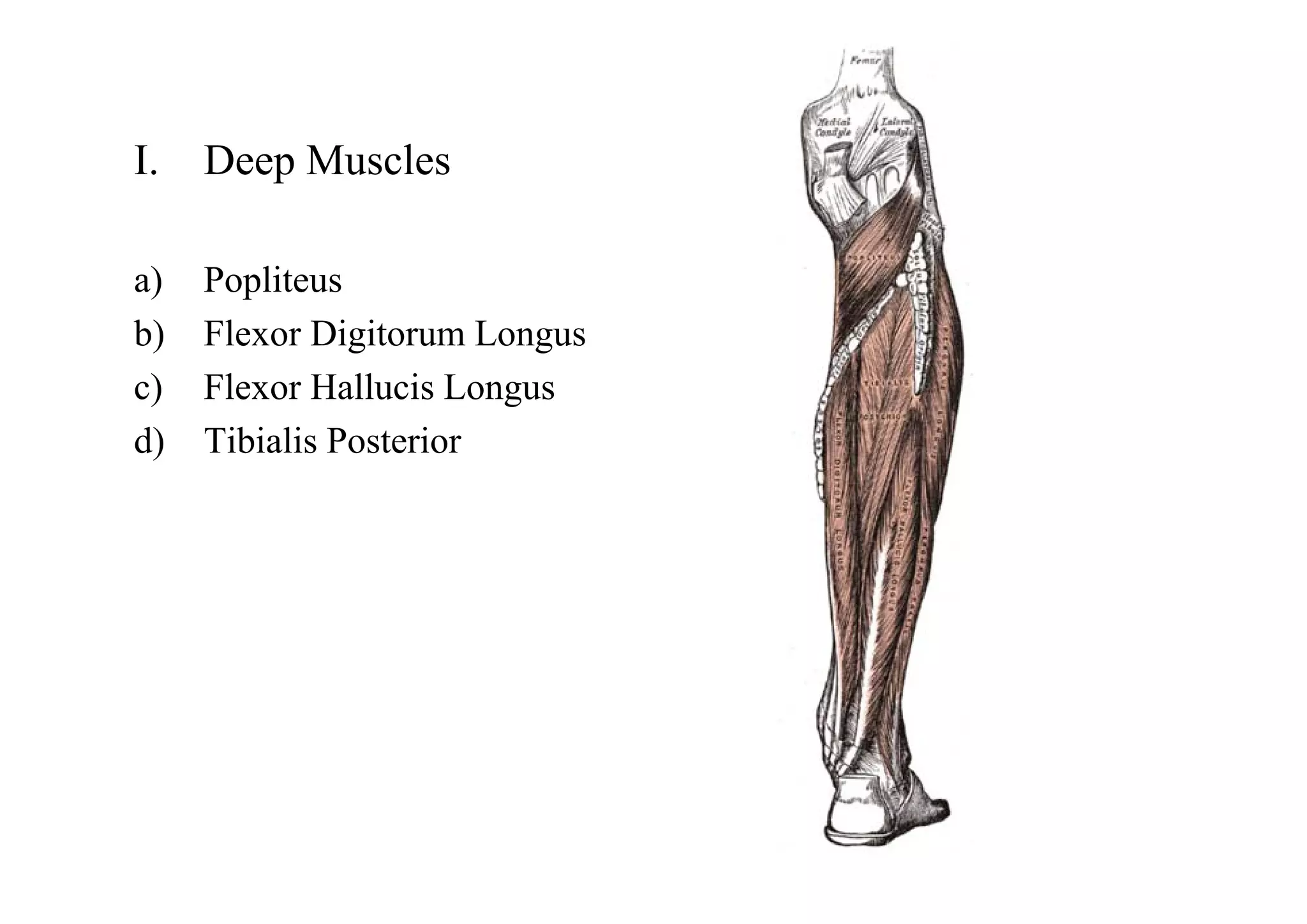 Posterior compartment of leg.pdf