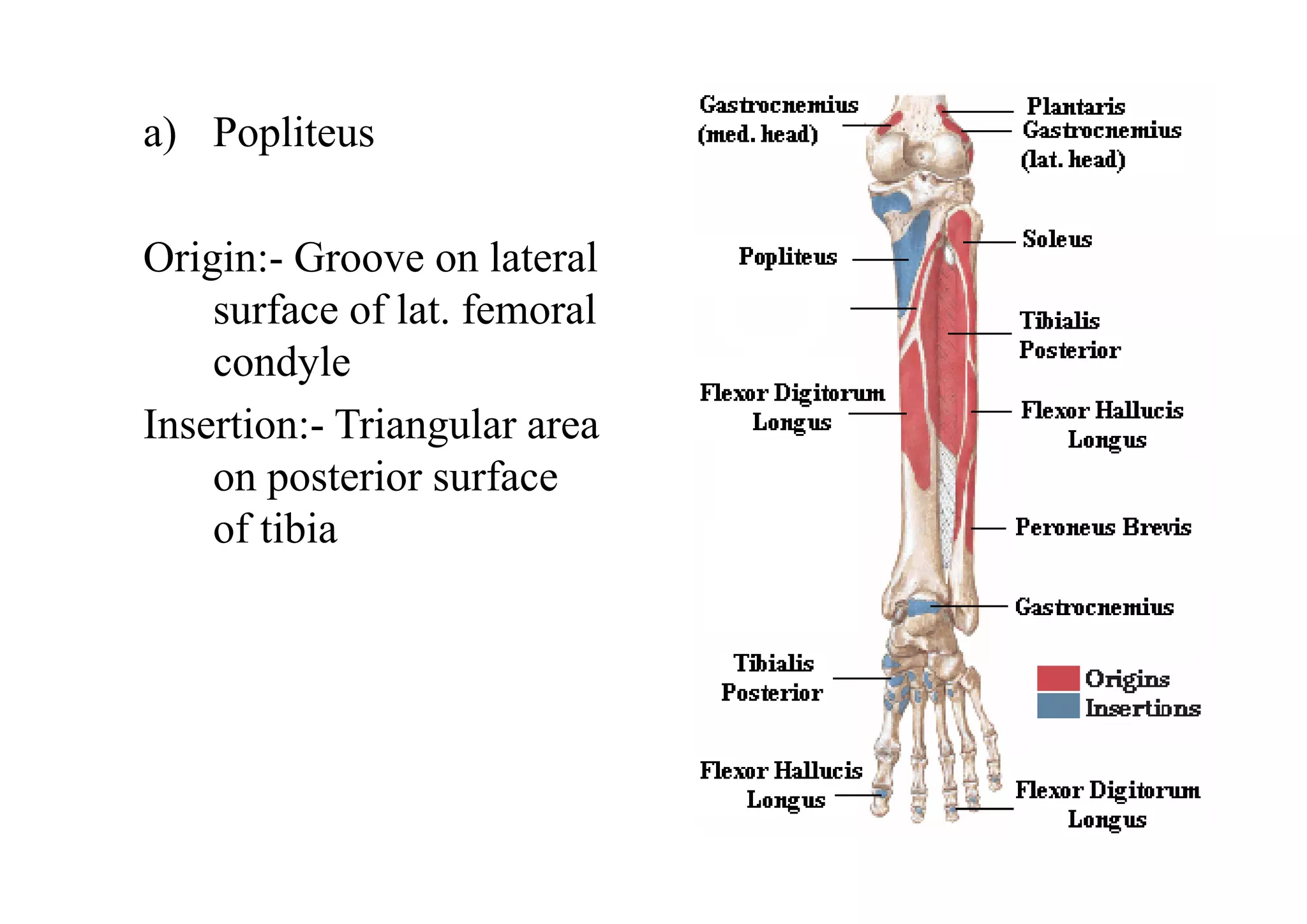 Posterior compartment of leg.pdf