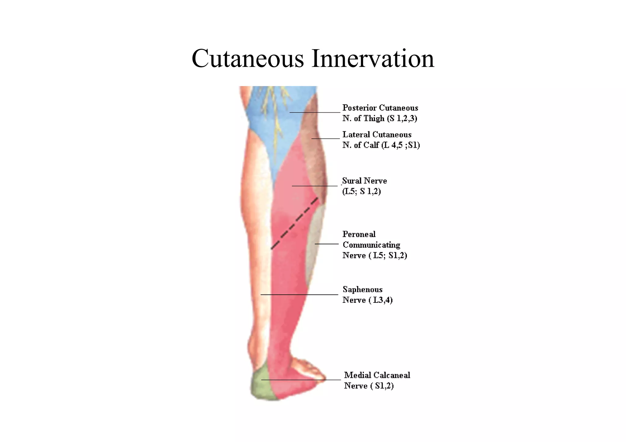 Posterior compartment of leg.pdf