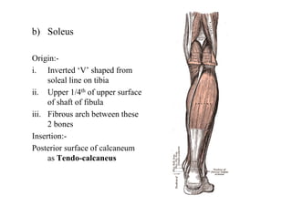 Posterior compartment of leg.pdf