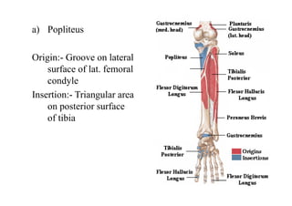 Posterior compartment of leg.pdf
