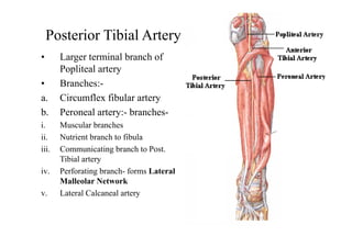 Posterior compartment of leg.pdf