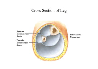 Posterior compartment of leg.pdf