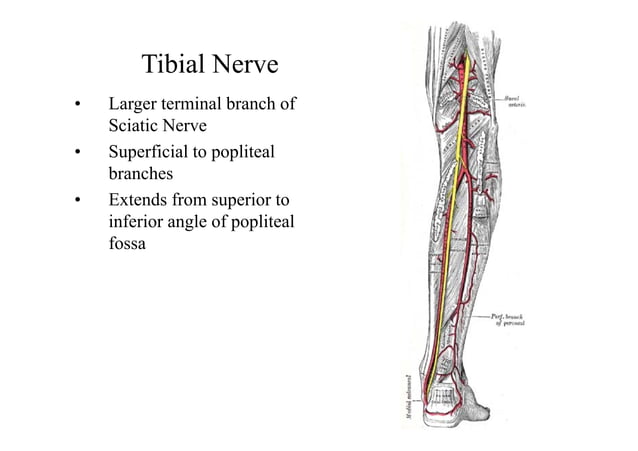 Posterior compartment of leg.pdf