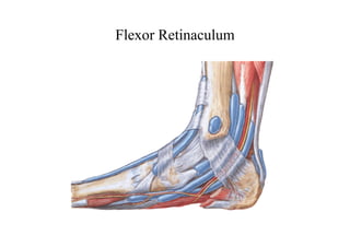 Posterior compartment of leg.pdf