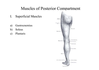 Posterior compartment of leg.pdf
