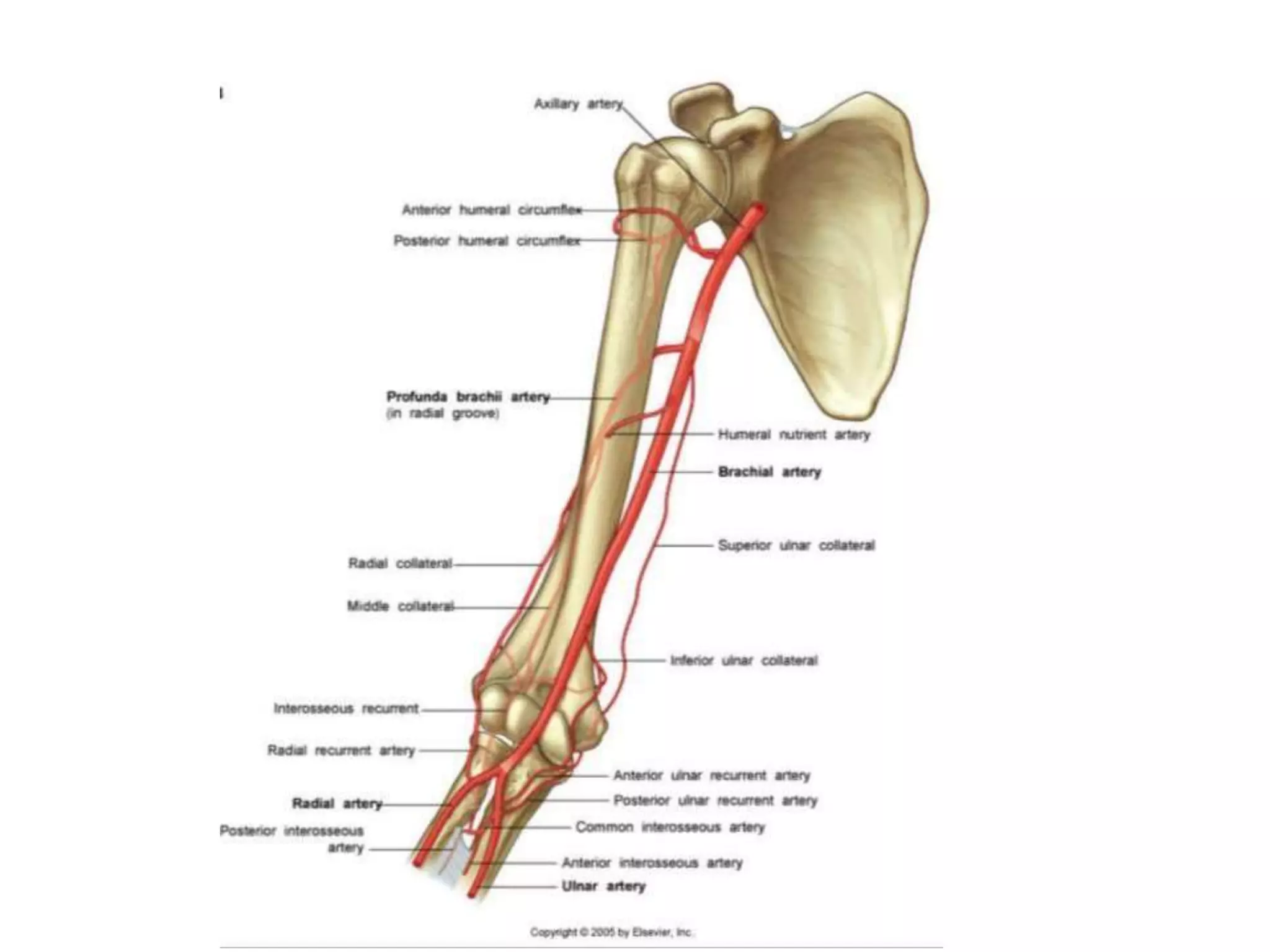 Posterior Compartment of the Arm-converted.pptx