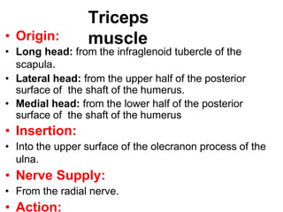 Posterior Compartment of the Arm-converted.pptx