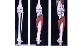 POSTERIOR COMPARTMENT OF THE LEG and cubital fossa | PPTX