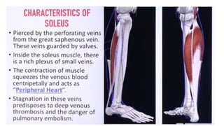 POSTERIOR COMPARTMENT OF THE LEG and cubital fossa | PPTX