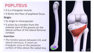 POSTERIOR COMPARTMENT OF THE LEG and cubital fossa | PPTX