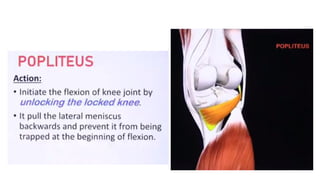 POSTERIOR COMPARTMENT OF THE LEG and cubital fossa | PPTX