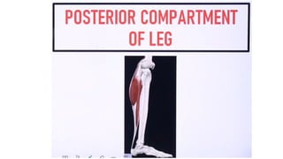 POSTERIOR COMPARTMENT OF THE LEG and cubital fossa | PPTX