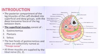 POSTERIOR COMPARTMENT OF THE LEG and cubital fossa | PPTX