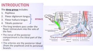 POSTERIOR COMPARTMENT OF THE LEG and cubital fossa | PPTX