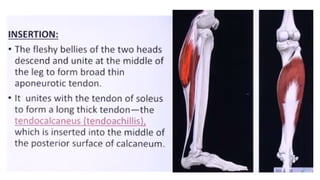 POSTERIOR COMPARTMENT OF THE LEG and cubital fossa | PPTX
