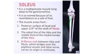POSTERIOR COMPARTMENT OF THE LEG and cubital fossa | PPTX