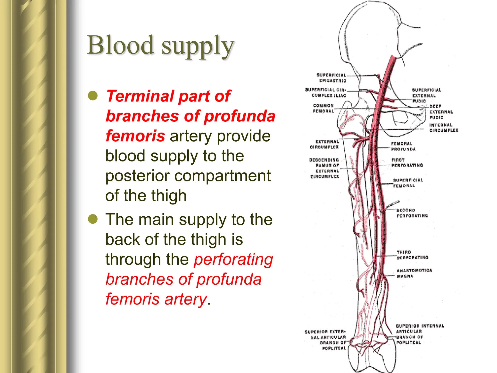 Posterior compartment of the thigh.ppt