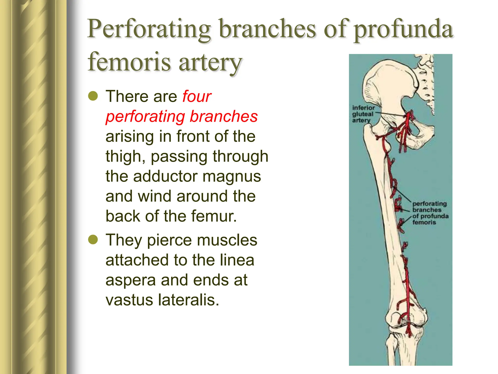 Posterior compartment of the thigh.ppt