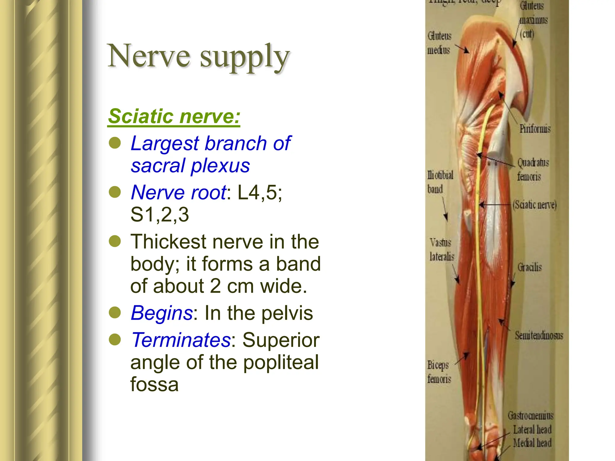 Posterior compartment of the thigh.ppt