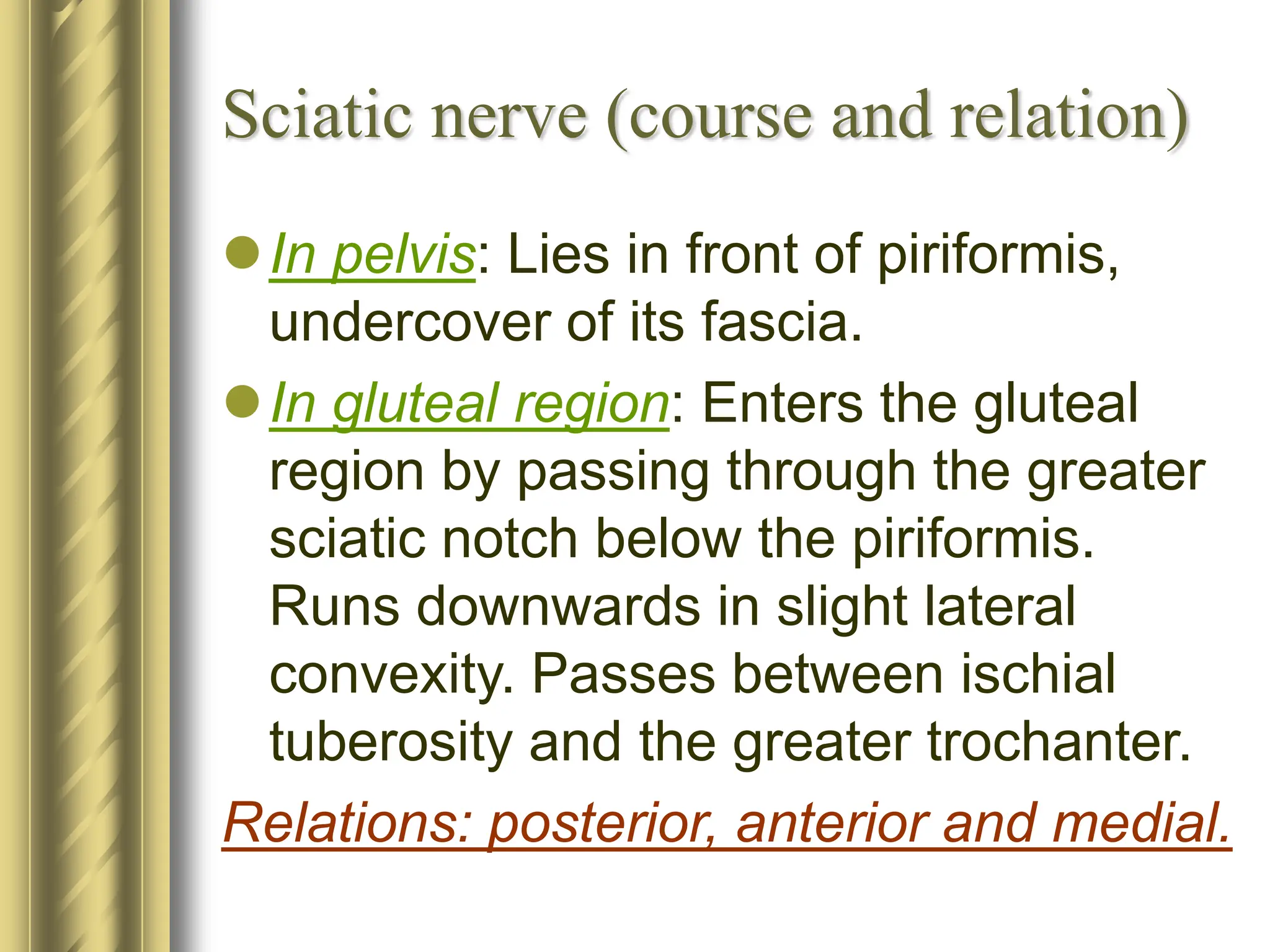 Posterior compartment of the thigh.ppt