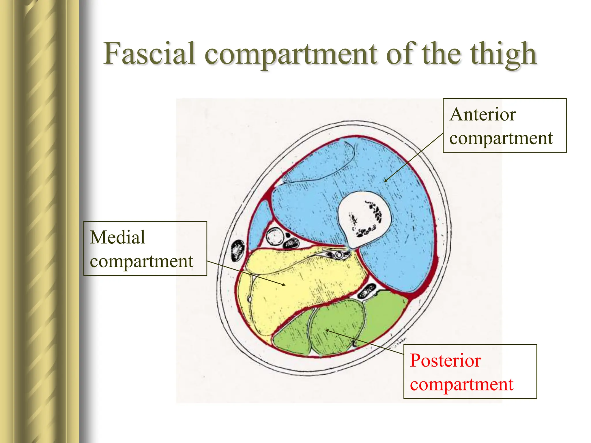 Posterior compartment of the thigh.ppt