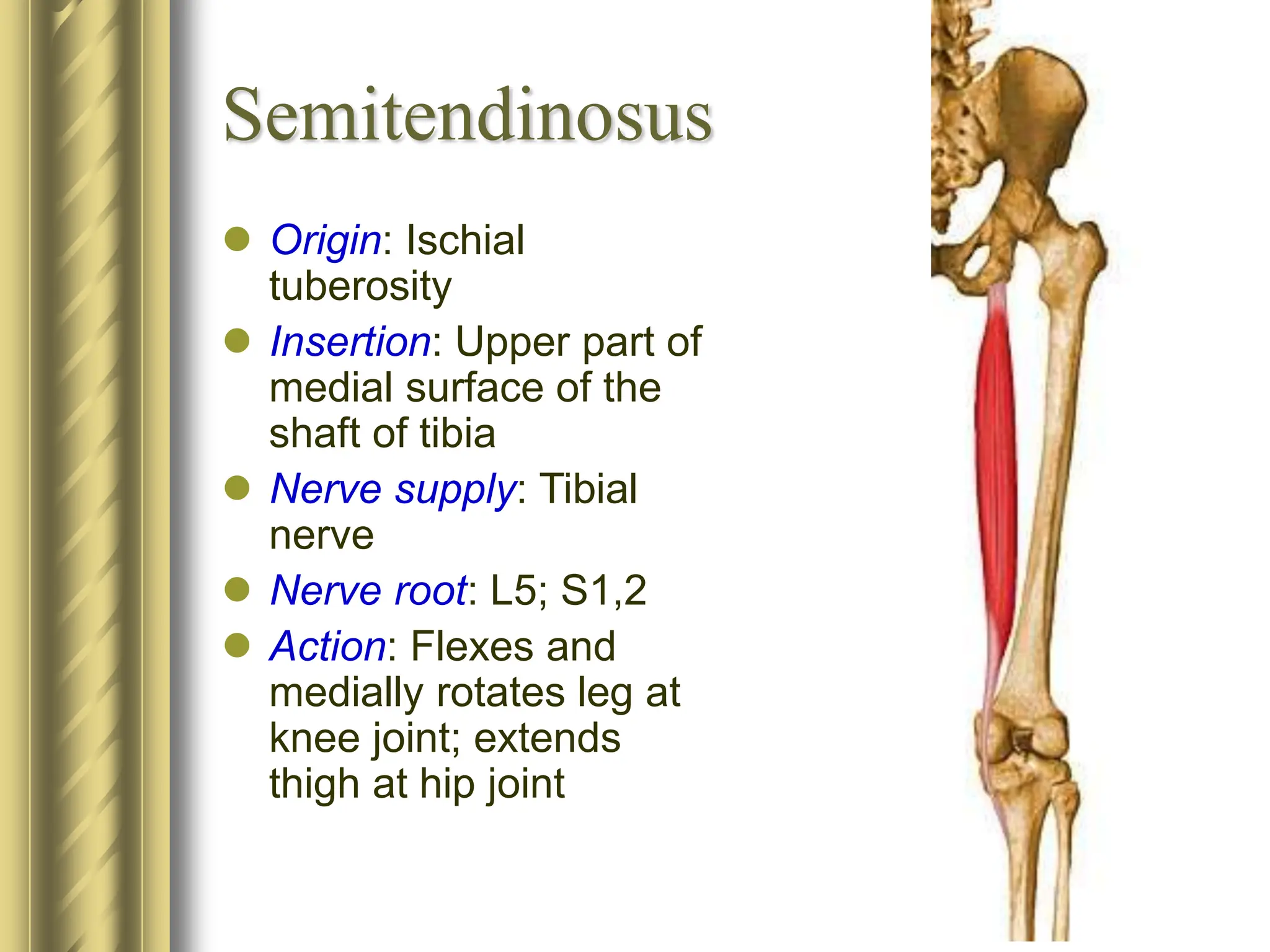 Posterior compartment of the thigh.ppt
