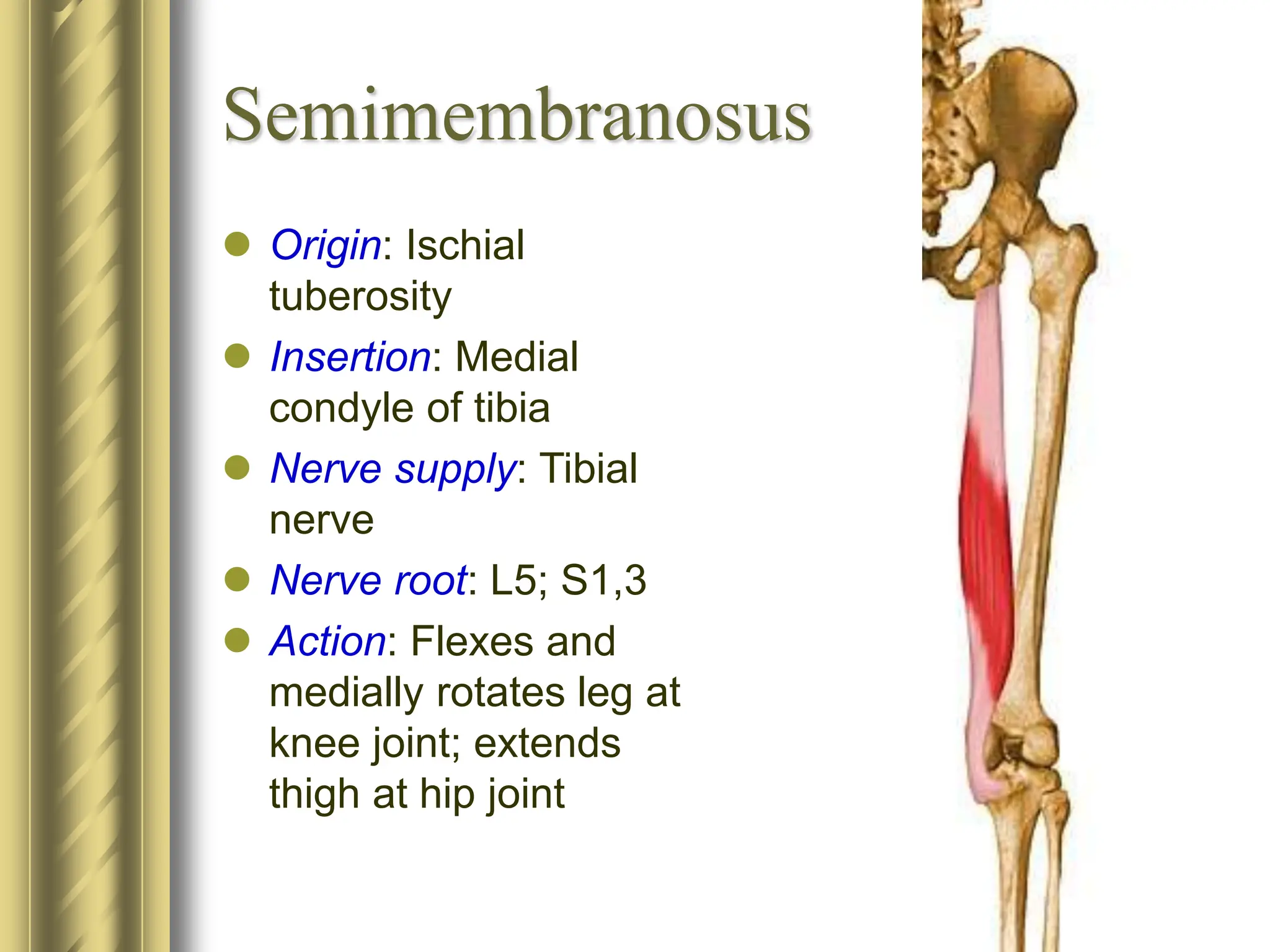 Posterior compartment of the thigh.ppt