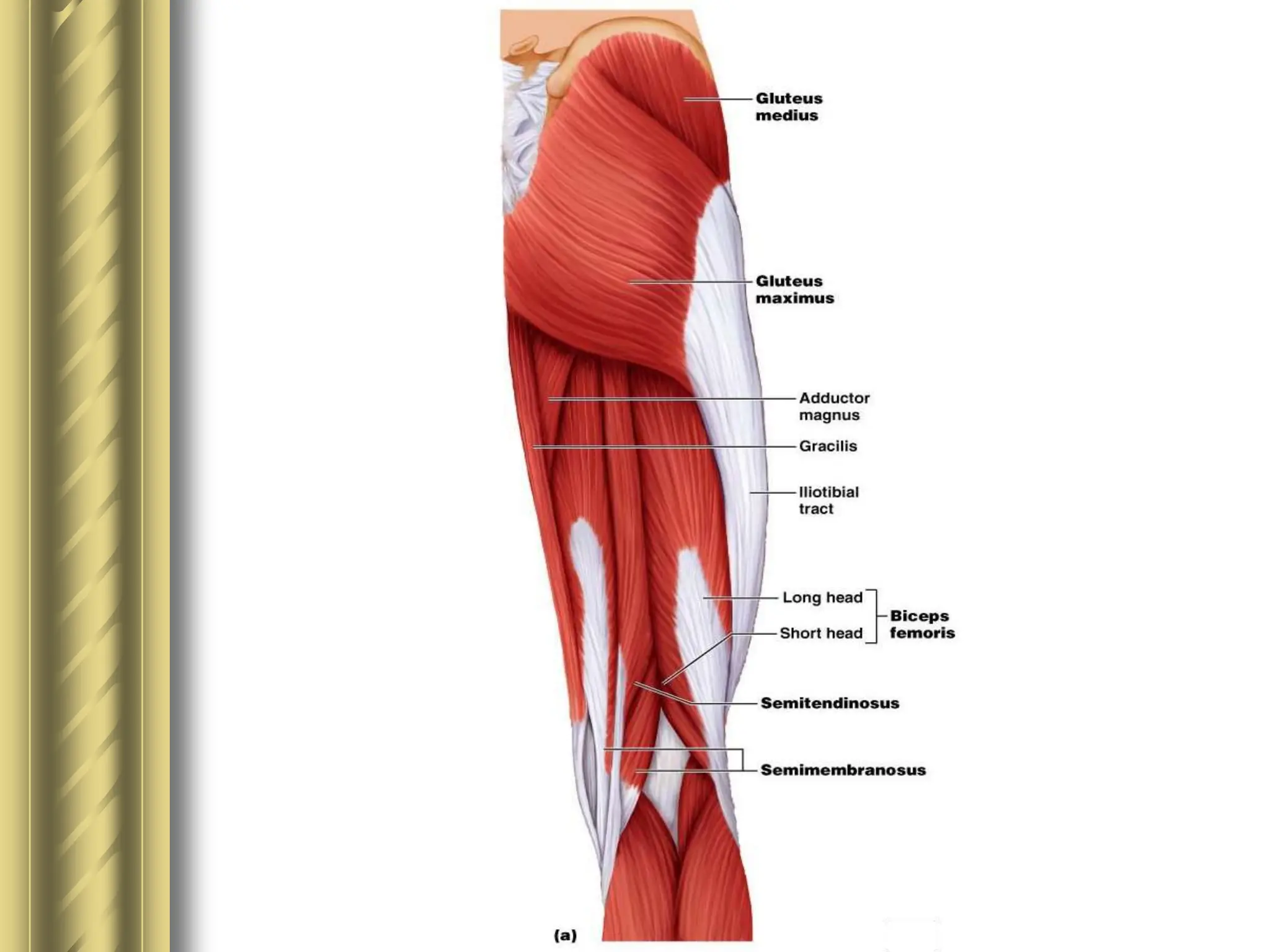Posterior compartment of the thigh.ppt