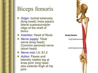 Posterior compartment of the thigh.ppt