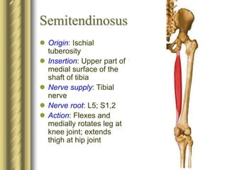 Posterior compartment of the thigh.ppt