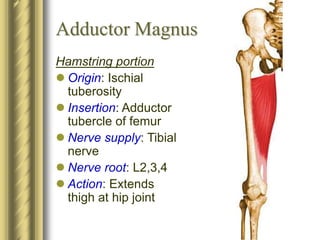 Posterior compartment of the thigh.ppt
