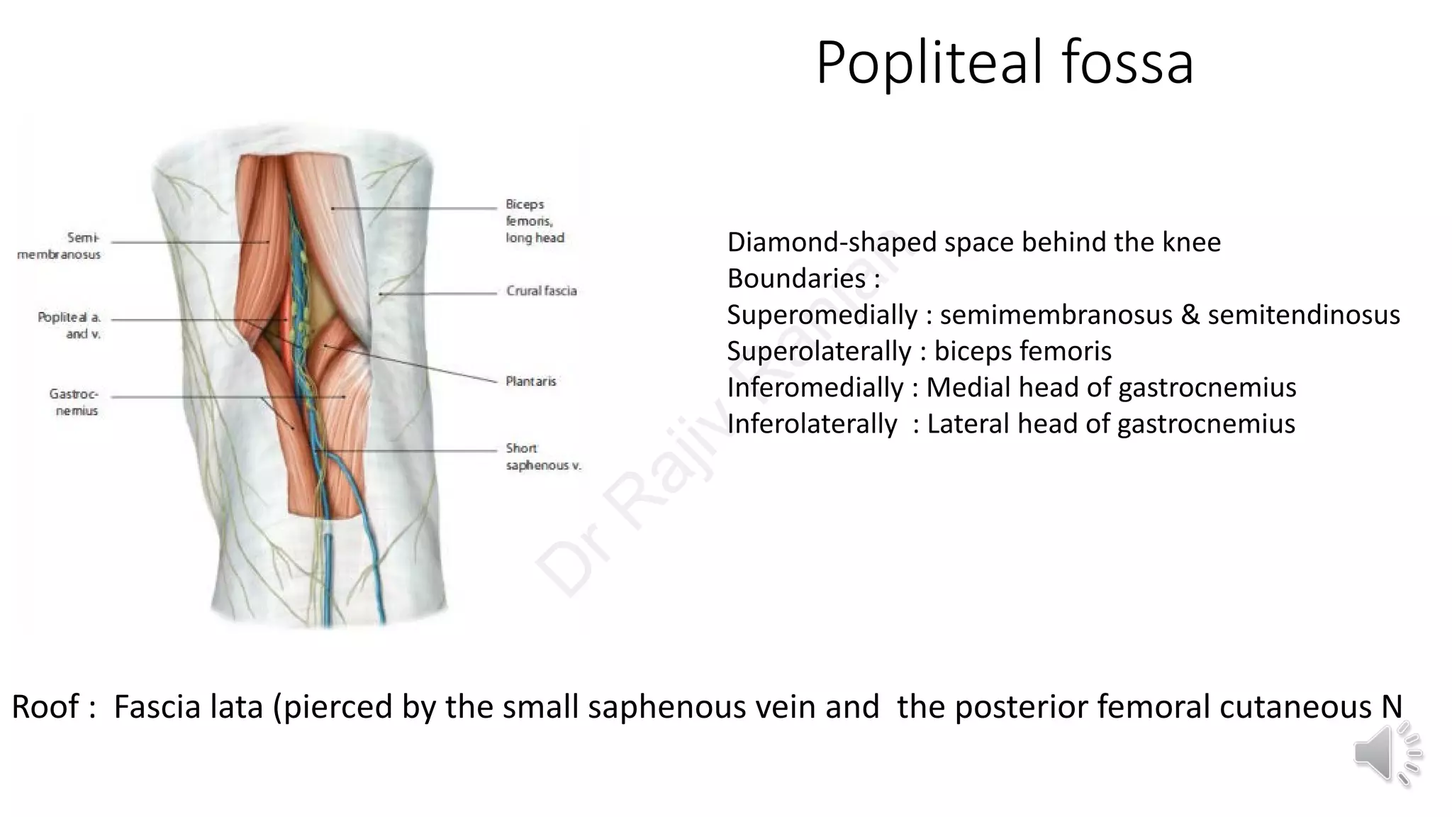 Posterior compartment of thigh | PDF