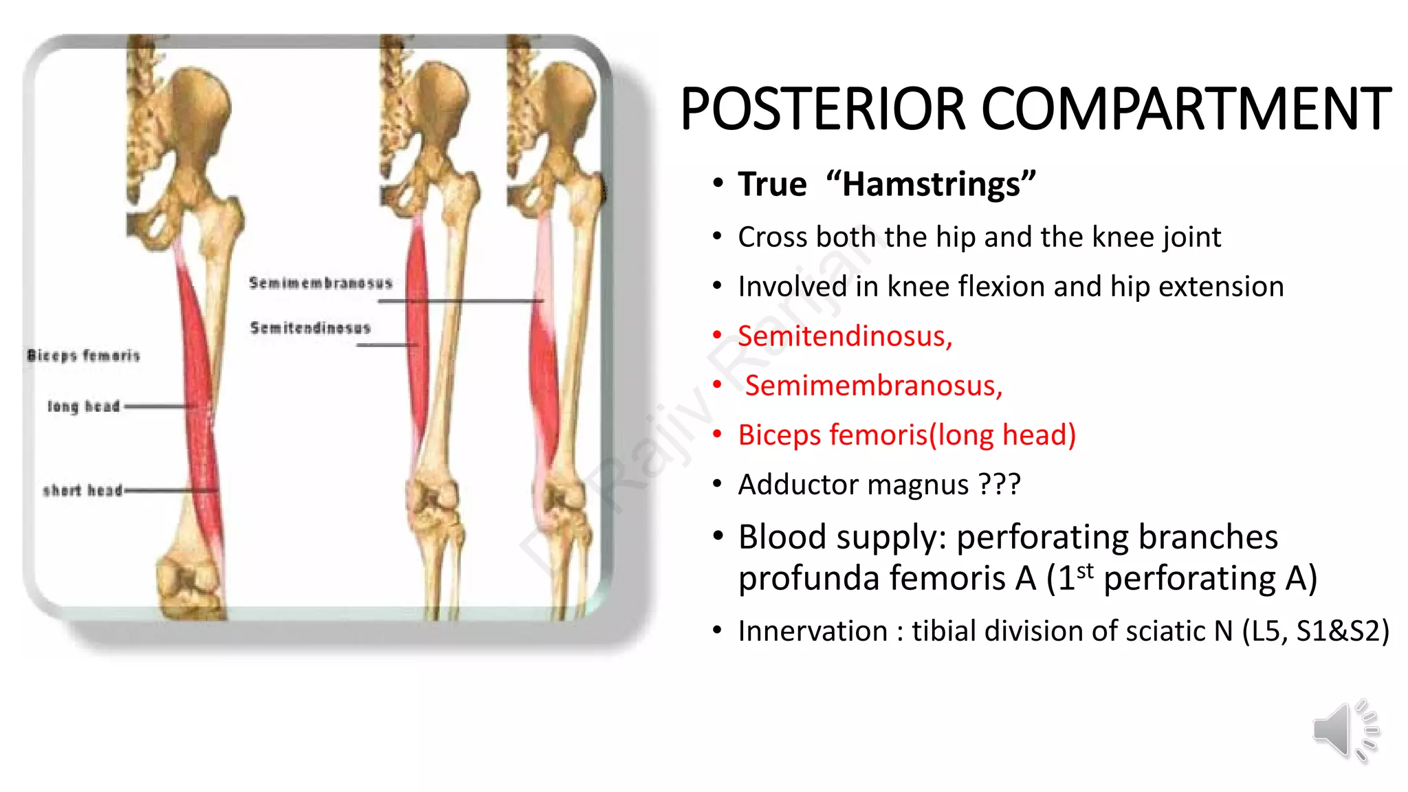 Posterior compartment of thigh | PDF