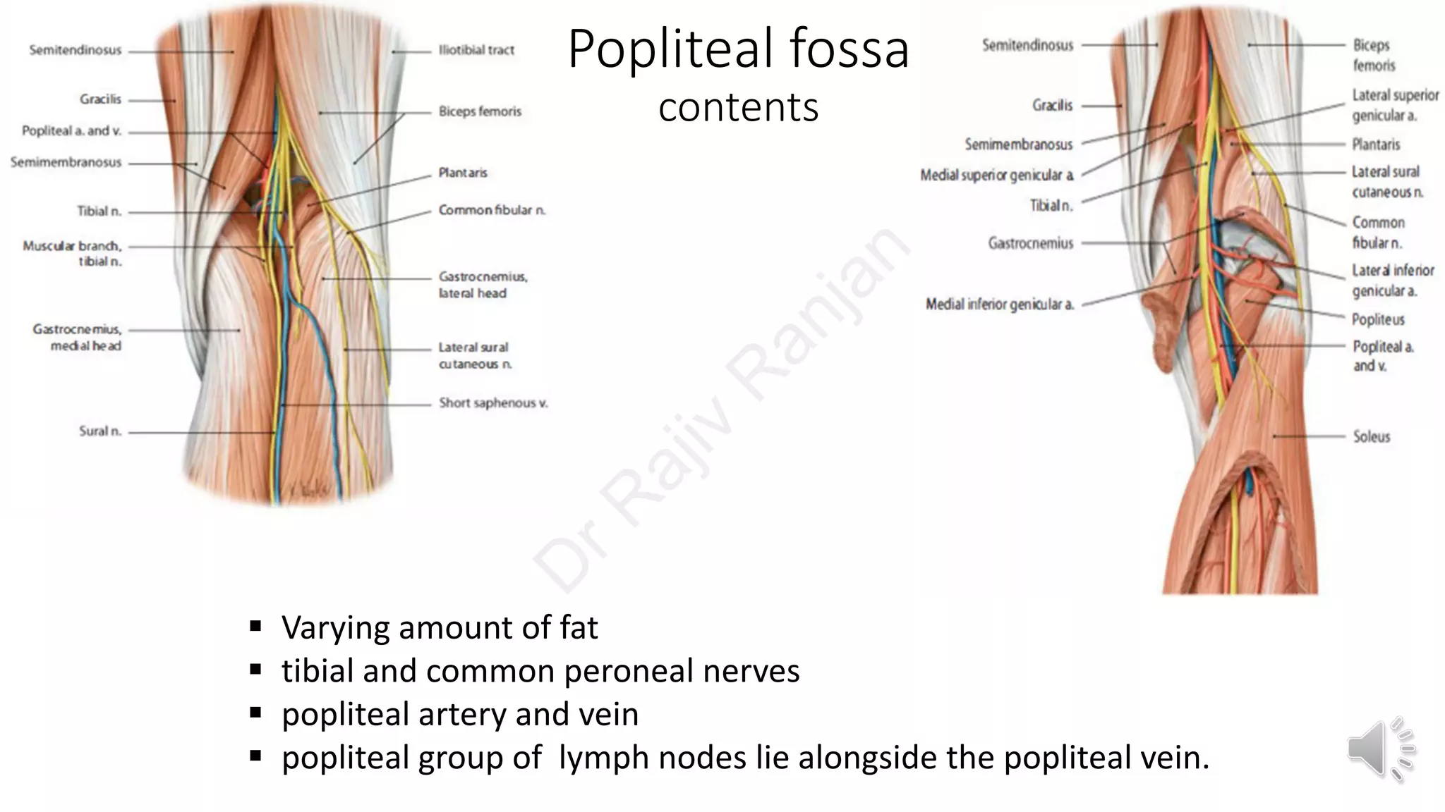 Posterior compartment of thigh | PDF