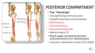Posterior compartment of thigh | PDF