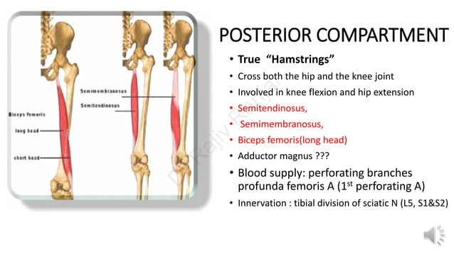 Posterior compartment of thigh | PDF | Death, Injury, or Military Conflict | Sensitive Topics