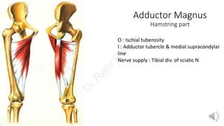 Posterior compartment of thigh | PDF