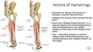 Posterior compartment of thigh | PDF