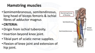 Posterior compartment of Thigh.pdf pa of thigh | PDF