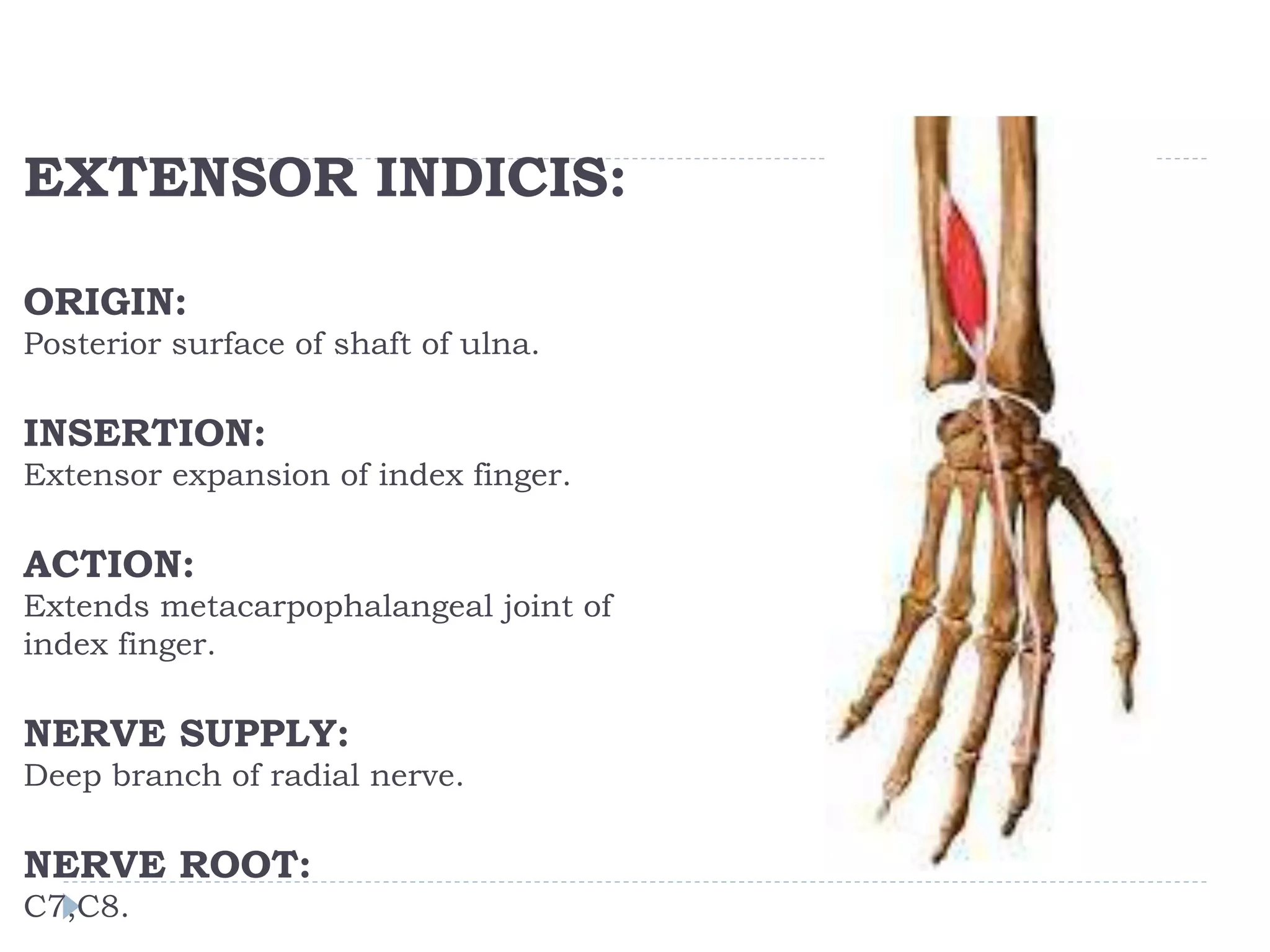 Posterior forearm | PPTX