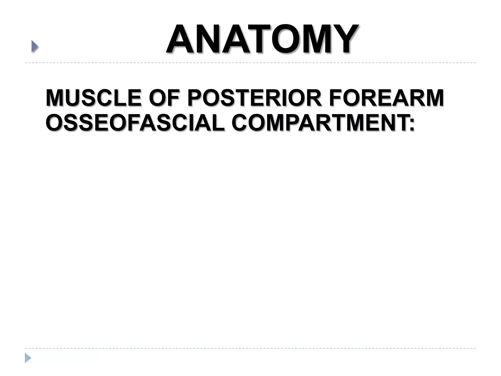 Posterior forearm | PPTX